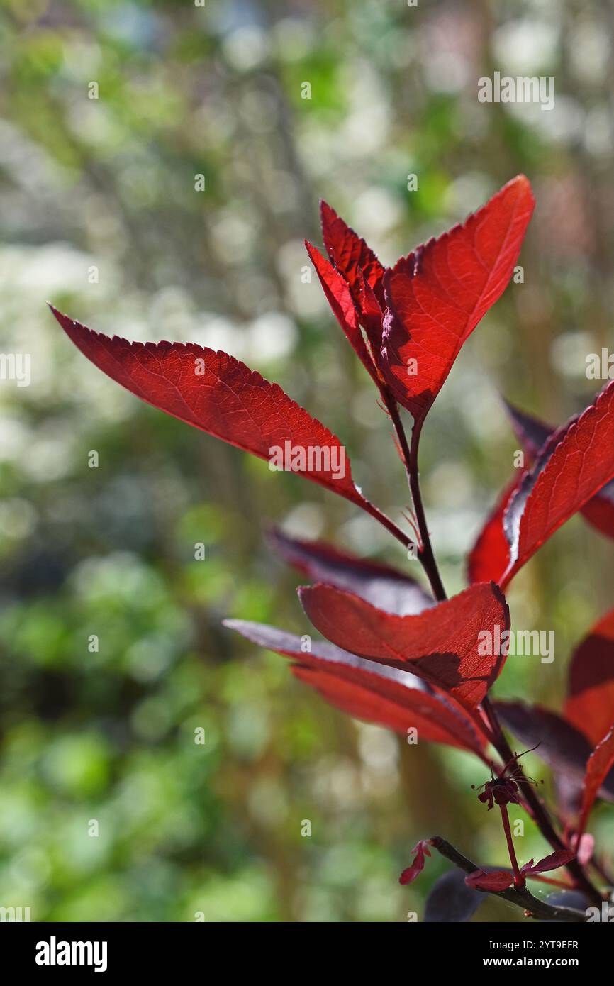 Leaves of a blood plum Prunus cerasifera - Nigra, backlit Stock Photo ...