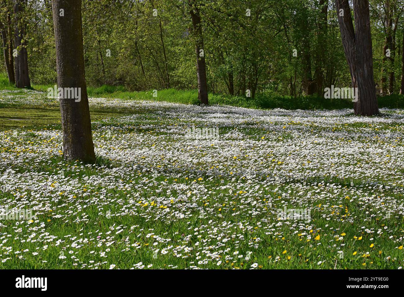 Daisy flower in line hi-res stock photography and images - Alamy