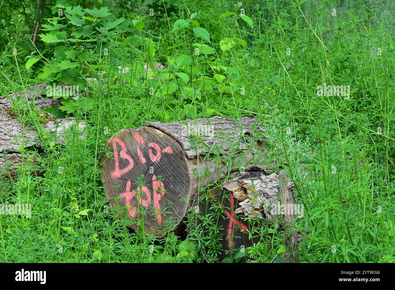 Biotope tree in the alluvial forest Stock Photo - Alamy