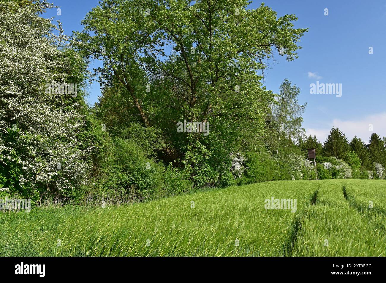 Flowering trees and shrubs in a barley field Stock Photo - Alamy
