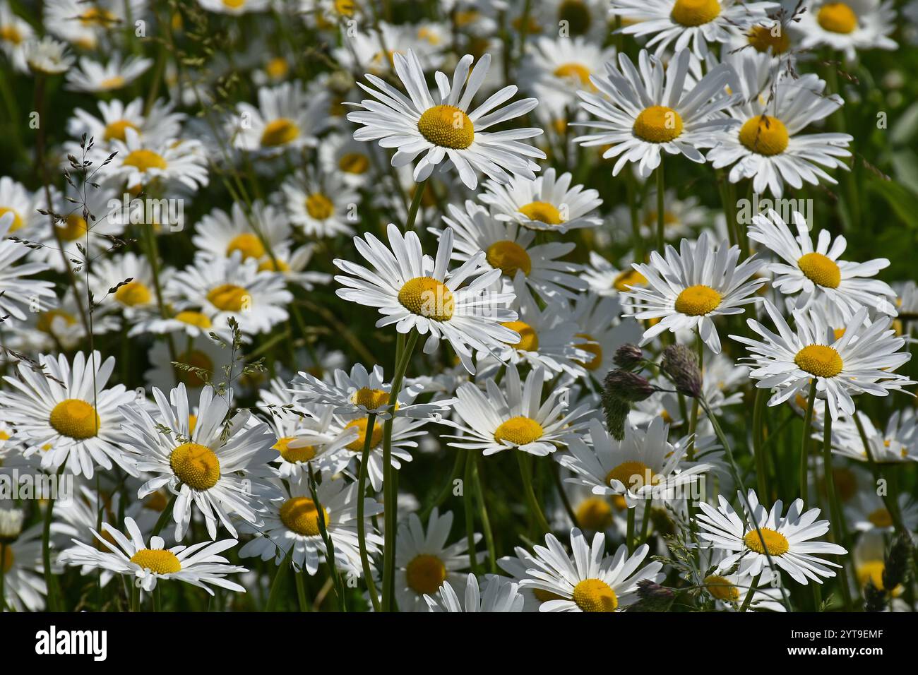 Close up white daisies blooming hi-res stock photography and images - Alamy