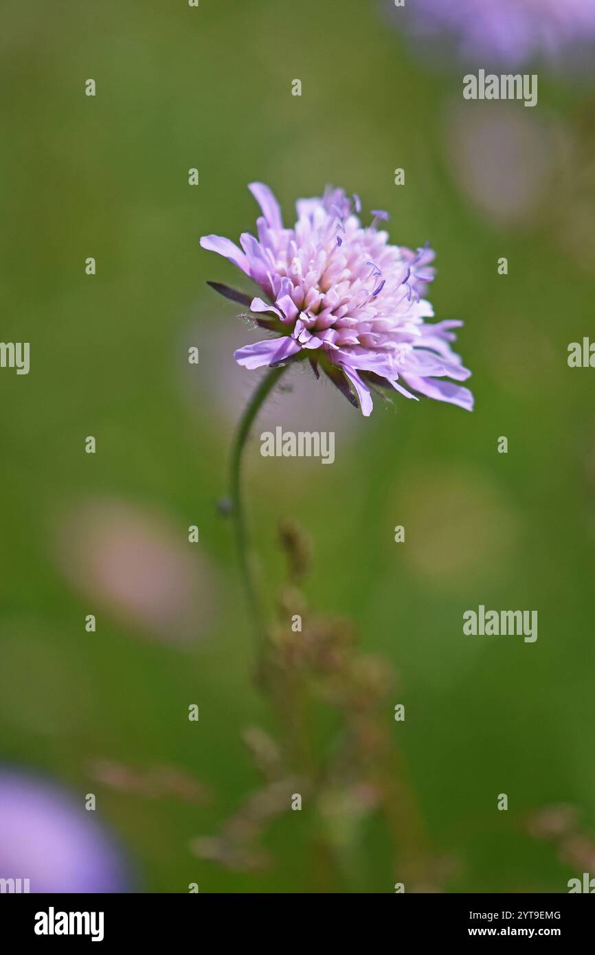Field widow flower hi-res stock photography and images - Alamy