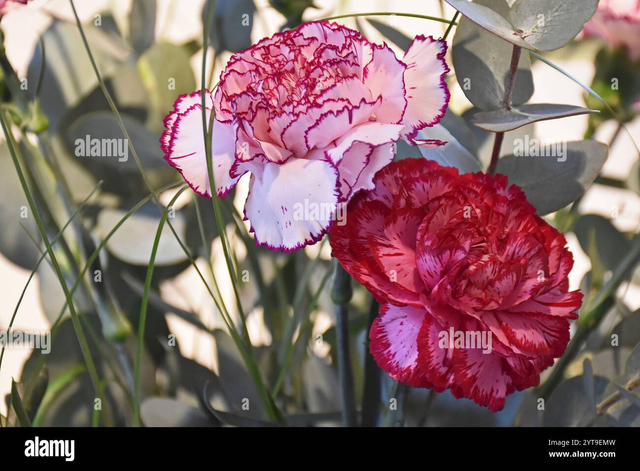 Ornamental grass bouquets hi-res stock photography and images - Alamy