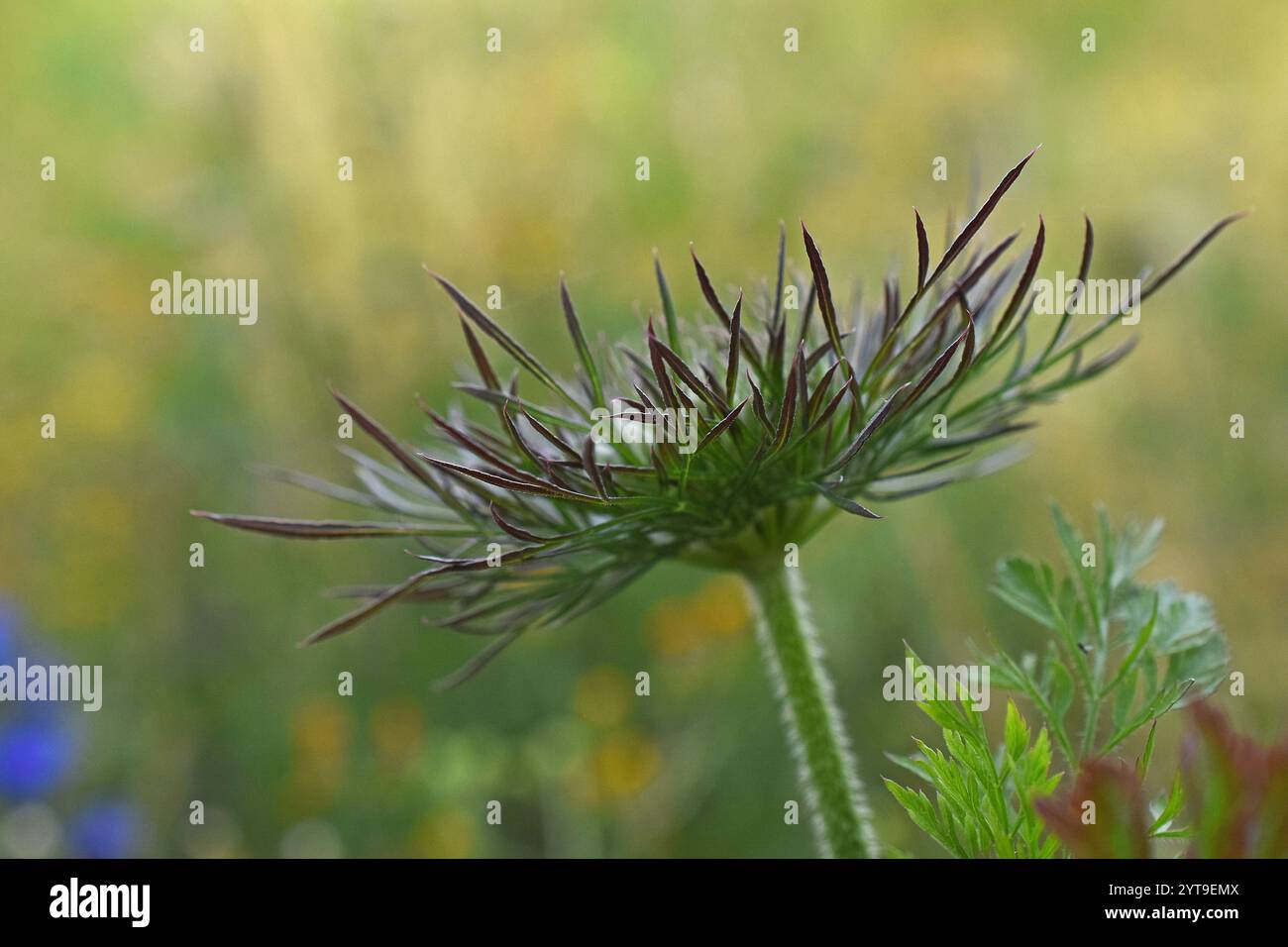 Bracts on the inflorescence of the wild carrot Daucus carota carota ...
