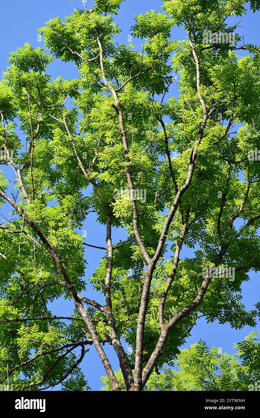 Top of an ash tree, Fraxinus excelsior, in the riparian forest Stock ...