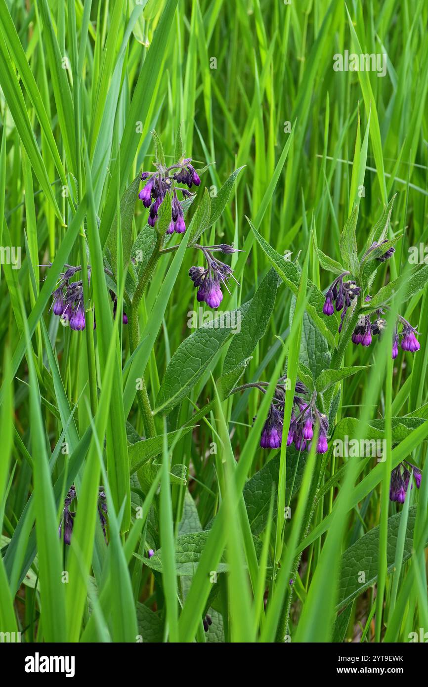 Cup in tall grass hi-res stock photography and images - Alamy