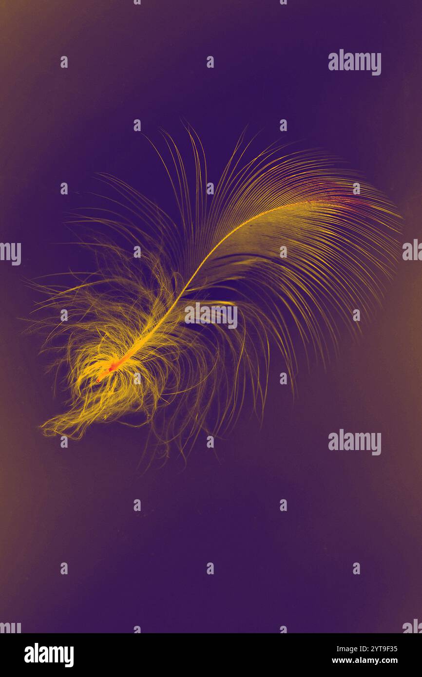 Downy yellow feathers hi-res stock photography and images - Alamy
