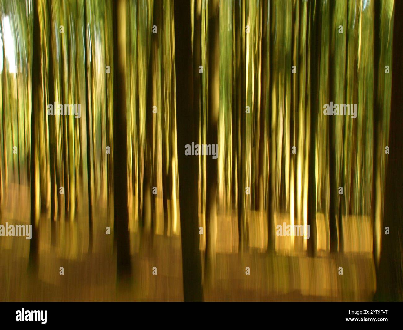 Forest floor activity hi-res stock photography and images - Alamy