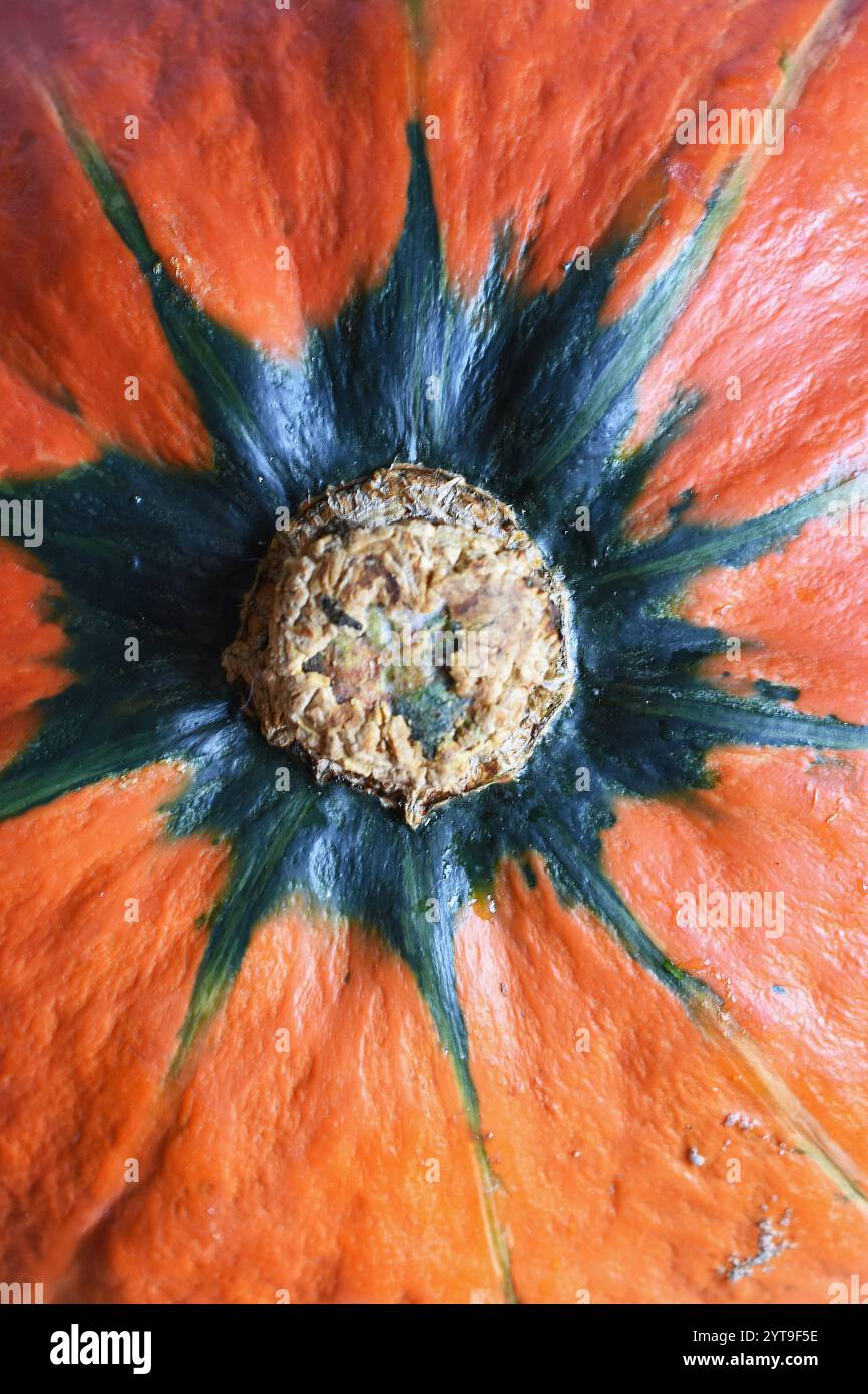 Macro stem detail hi-res stock photography and images - Alamy