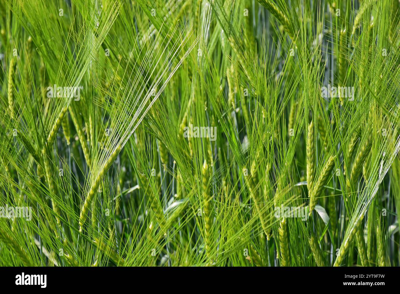 Barley head detail hi-res stock photography and images - Alamy