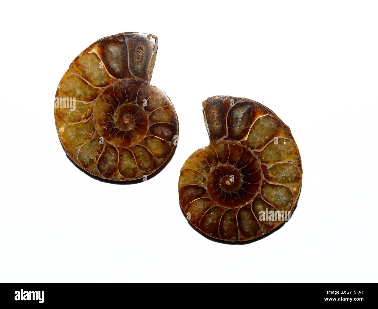 Polished ammonite fossil Cut Out Stock Images & Pictures - Alamy