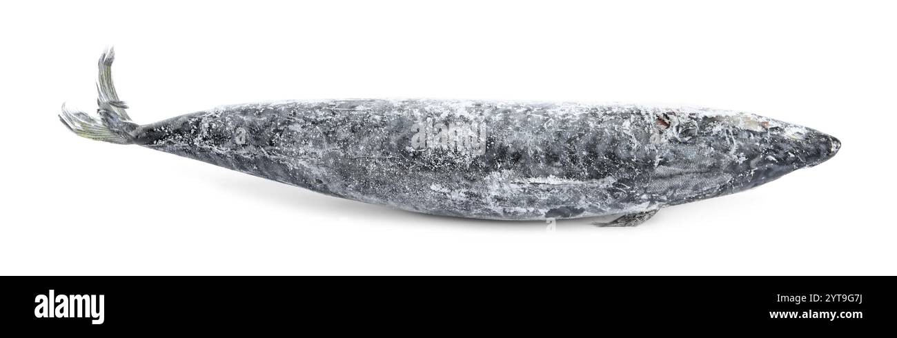 One frozen mackerel fish isolated on white Stock Photo - Alamy