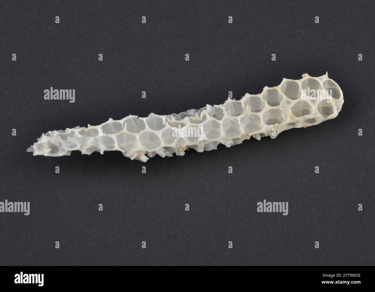 Natural honeycomb hi-res stock photography and images - Alamy