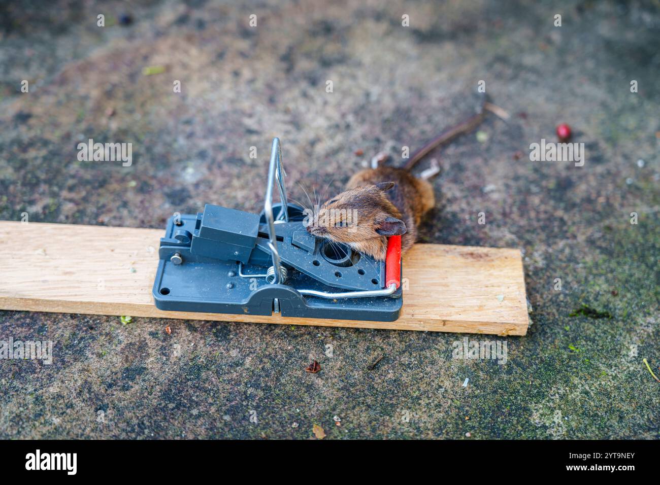 Rodent and pest control: a dead house mouse (Mus musculus) after being ...