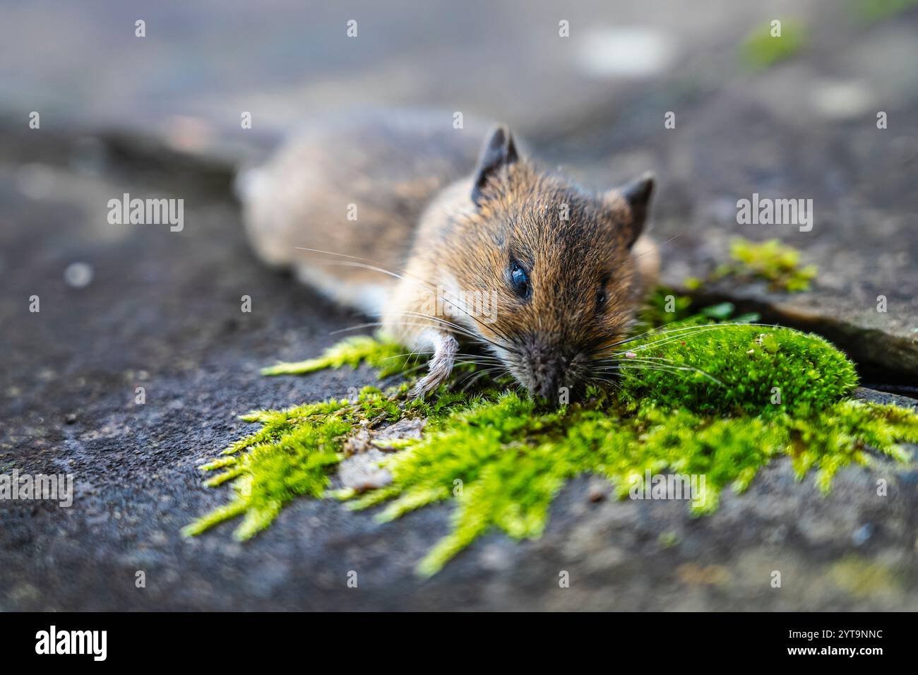 Rodent and pest control: a dead house mouse (Mus musculus) after being ...