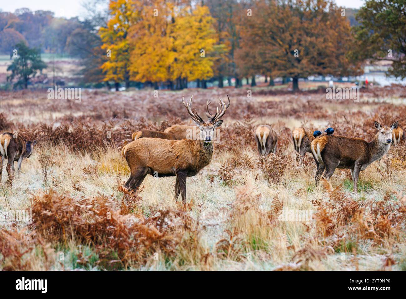 A red deer (Cervus elaphus) stag with antlers and does in Richmond Park ...