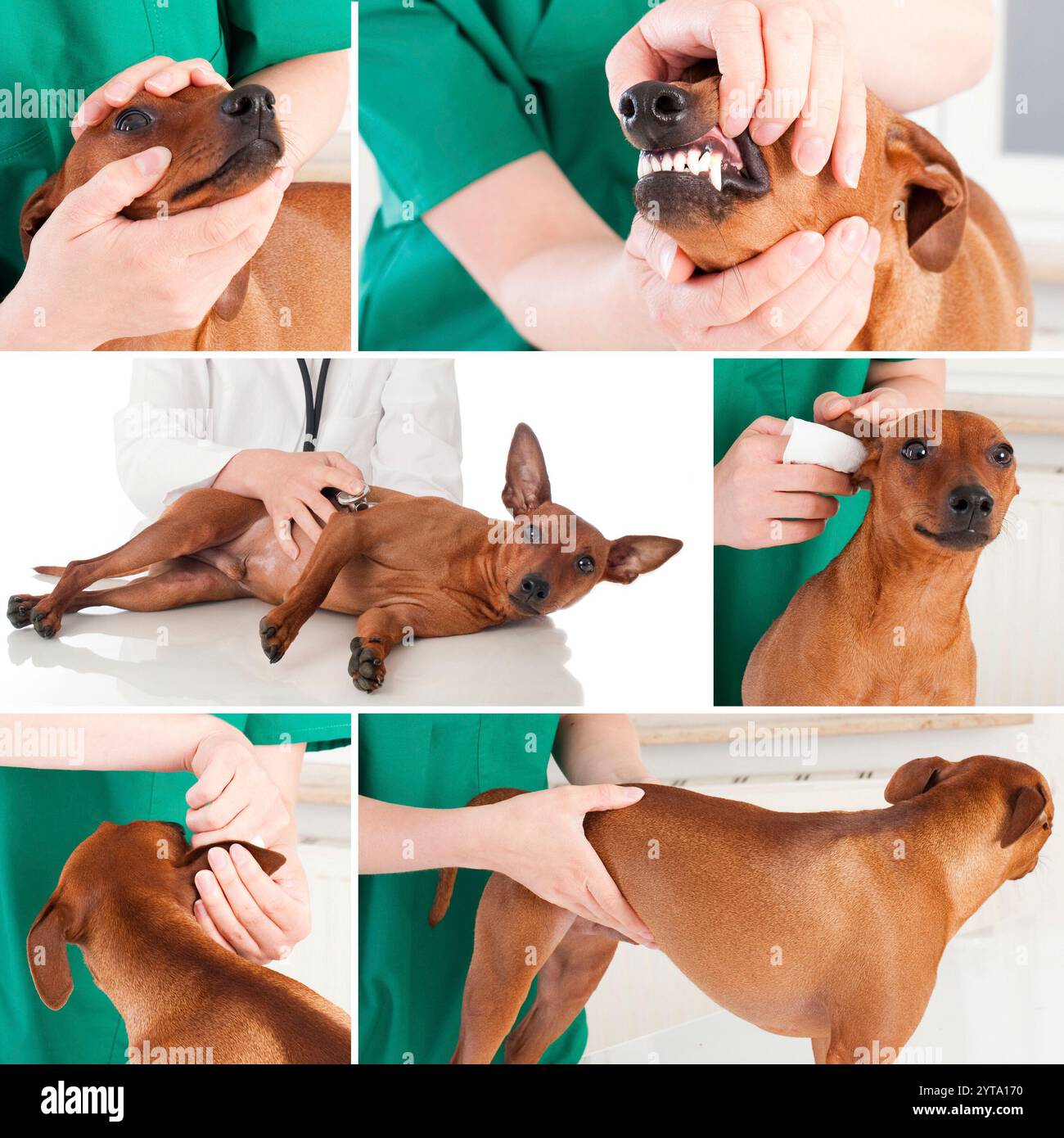 Dog checkup - collage Stock Photo - Alamy