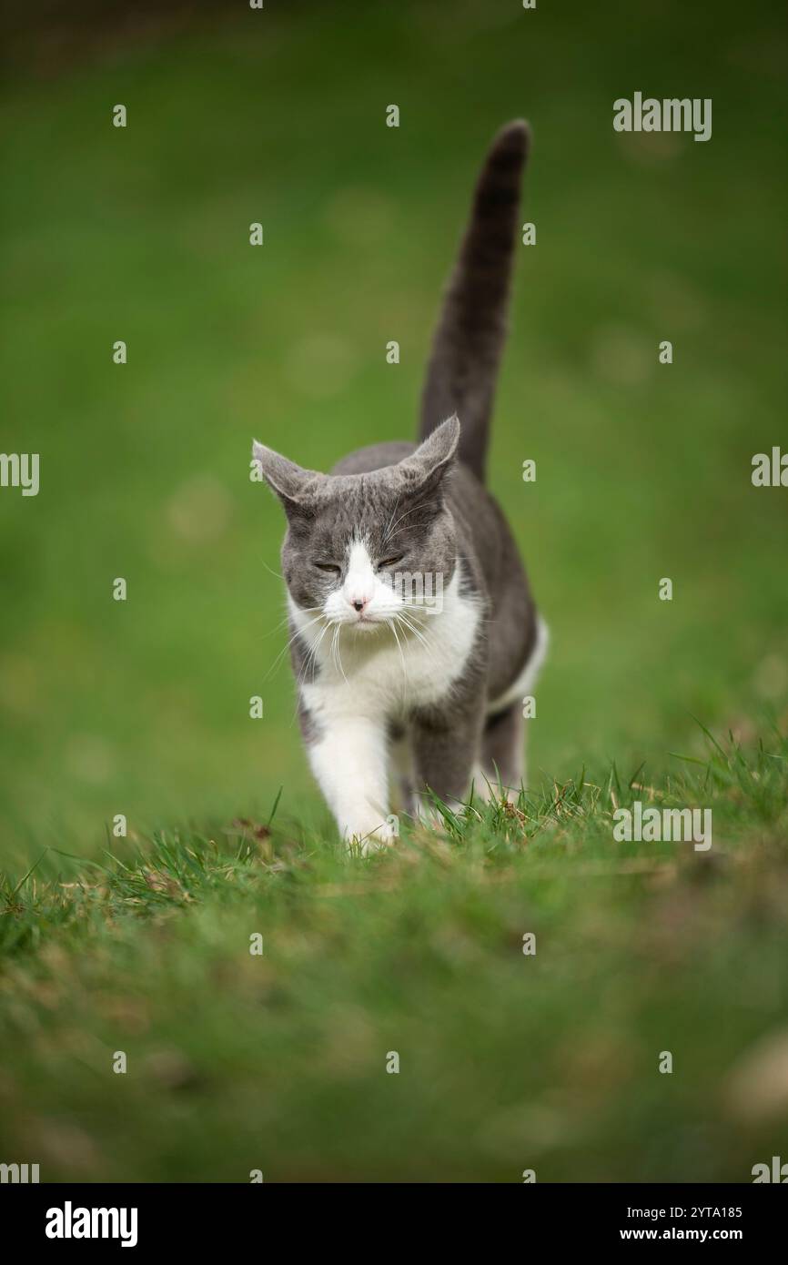 Cat young run meadow hi-res stock photography and images - Alamy