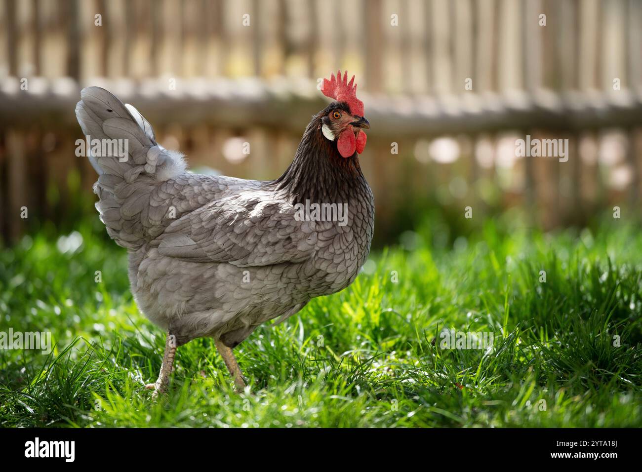Hen on farm hi-res stock photography and images - Alamy