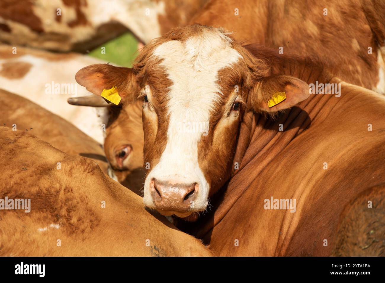 Cow between other cows Stock Photo - Alamy