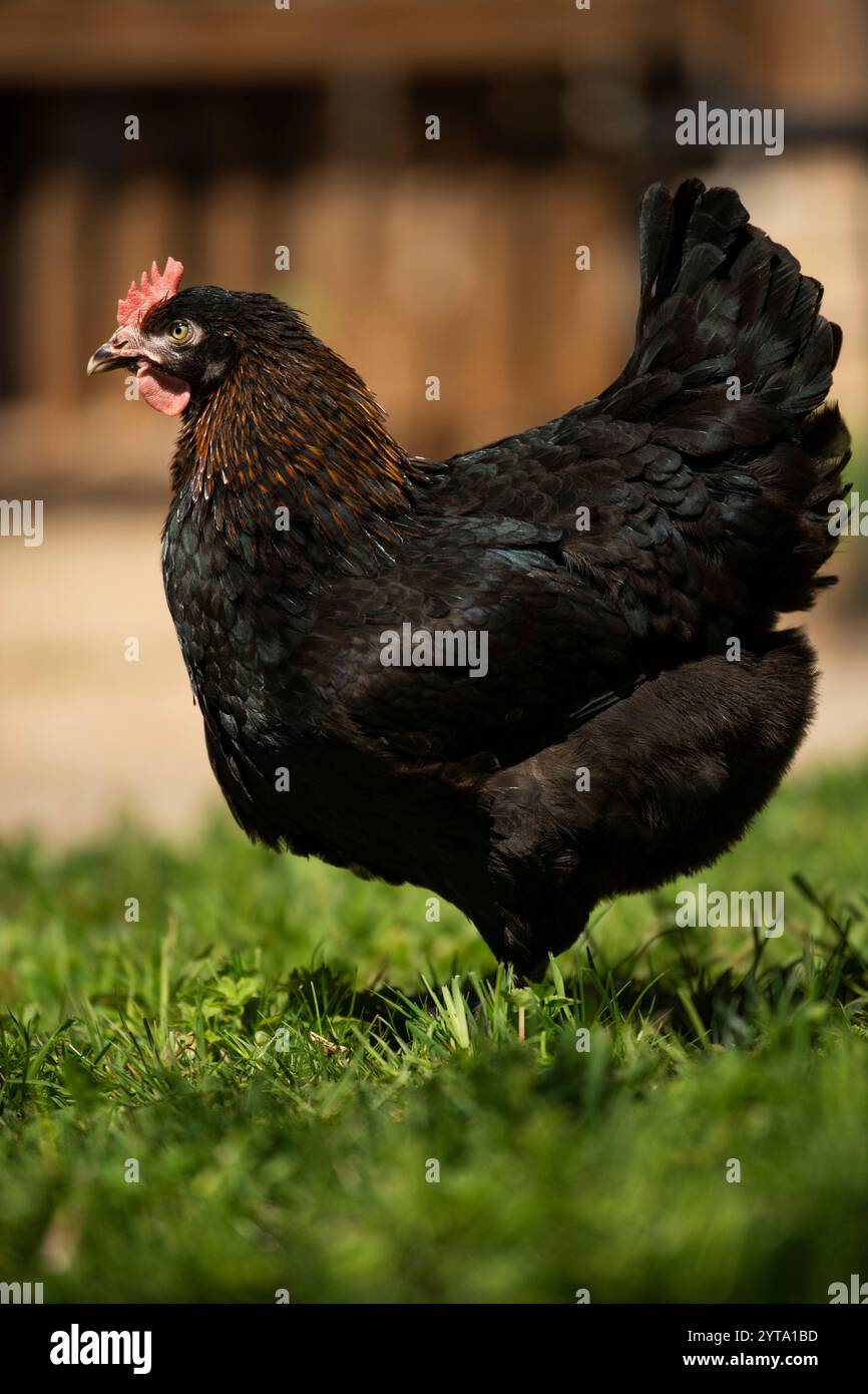 Farm chickens in open air hi-res stock photography and images - Alamy