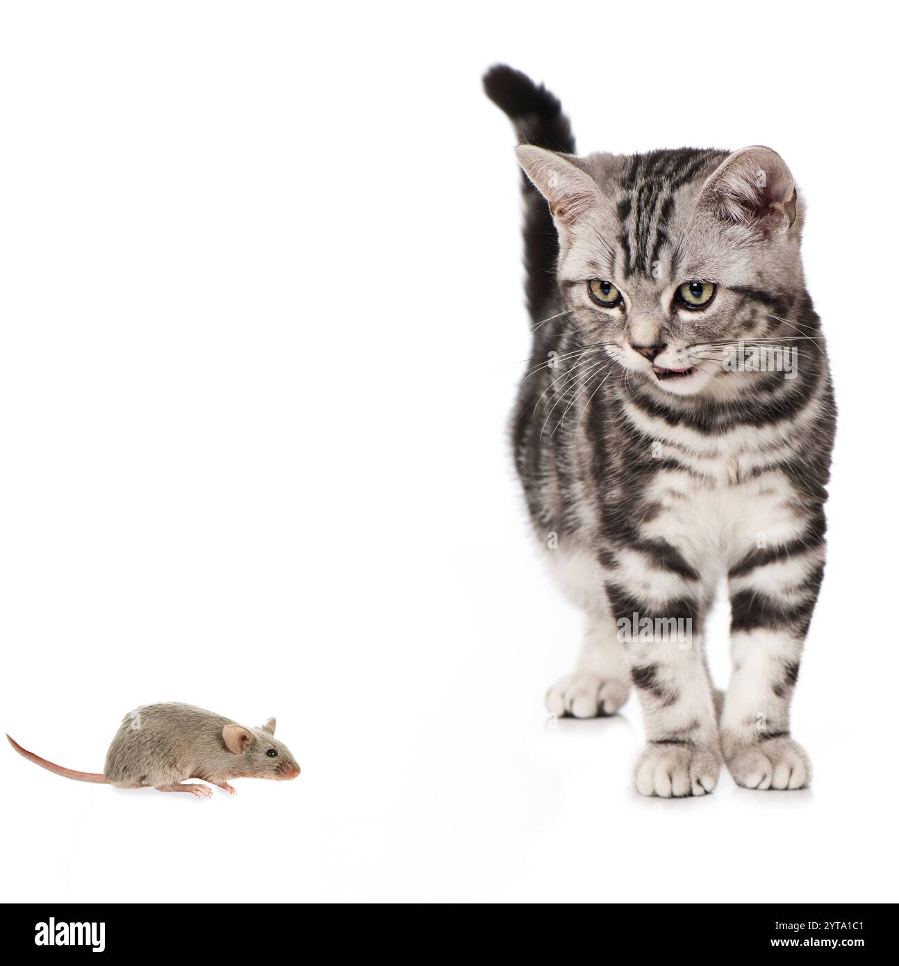 British Shorthair kitten with a mouse Stock Photo - Alamy