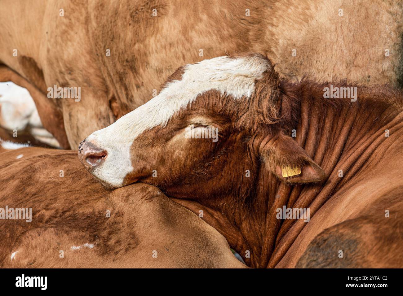 Dozing cattle hi-res stock photography and images - Alamy
