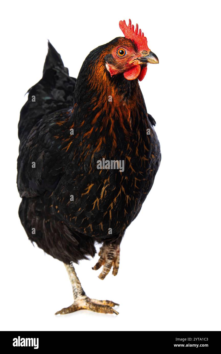 Black hen isolated on white background Stock Photo - Alamy