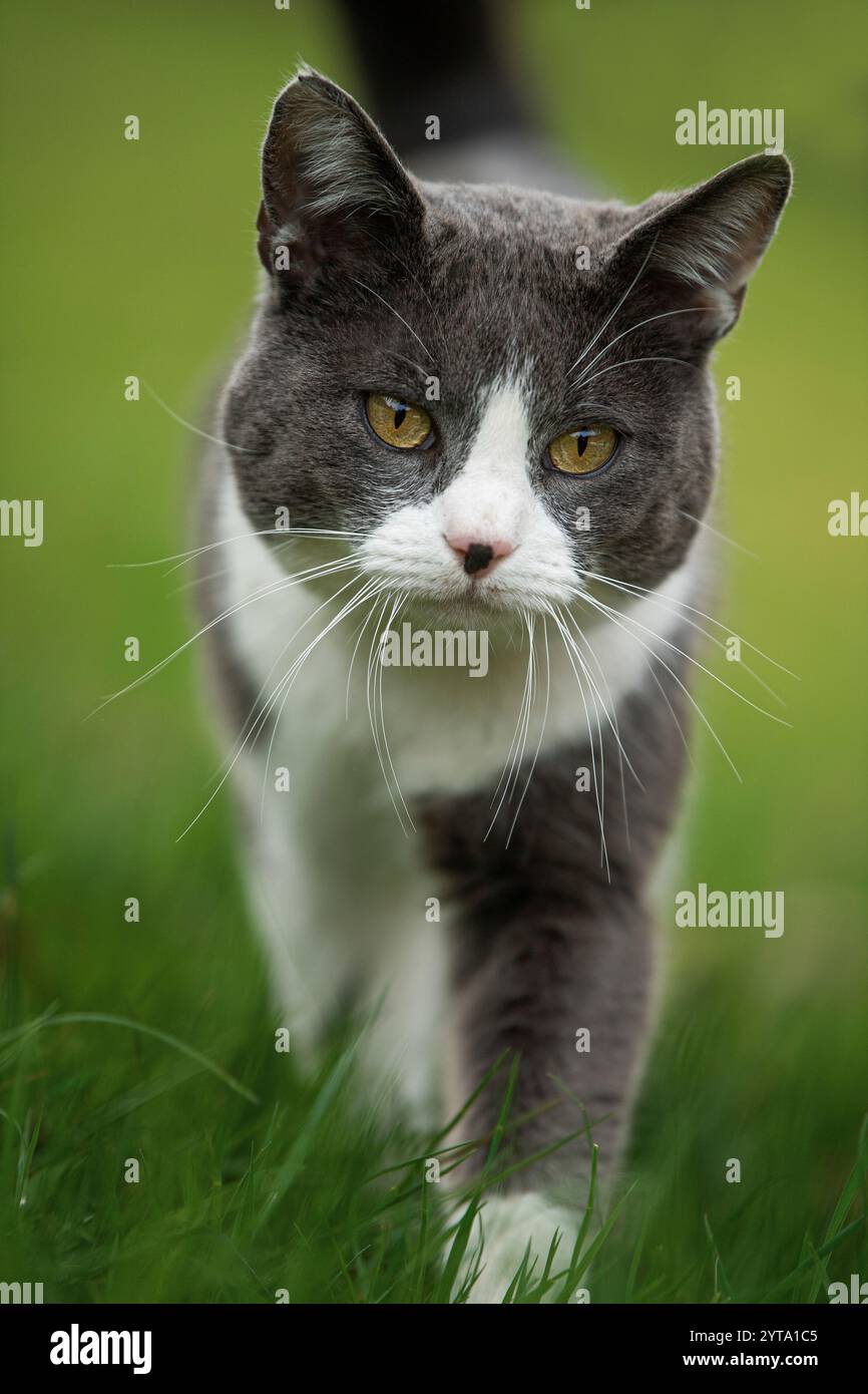 Cat young run meadow hi-res stock photography and images - Alamy