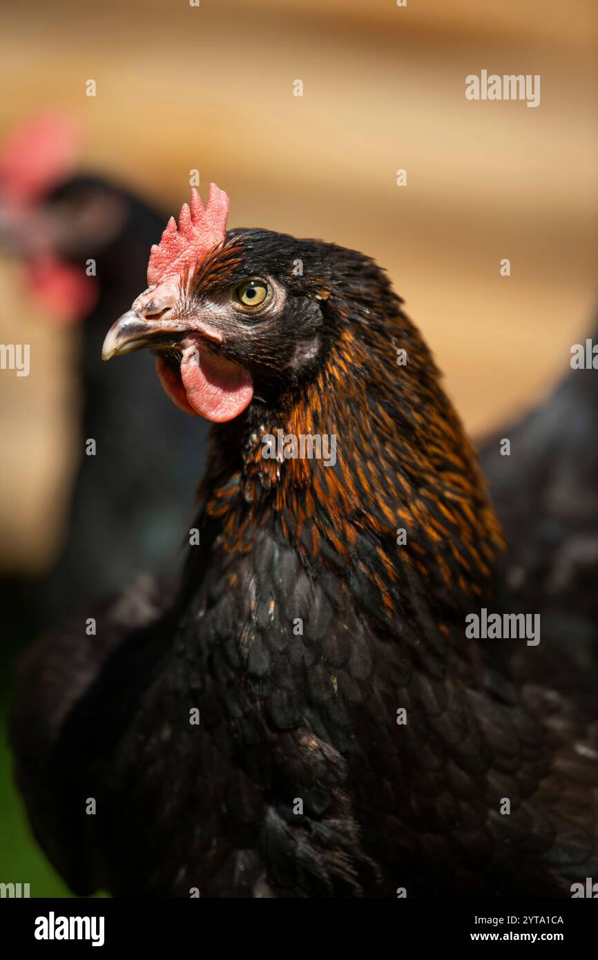 Black marans hen hi-res stock photography and images - Alamy