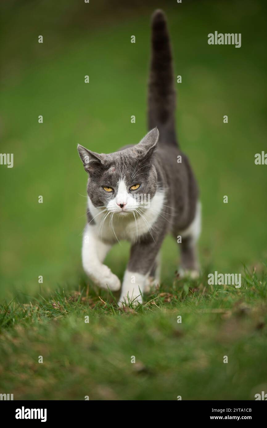 Cat young run meadow hi-res stock photography and images - Alamy