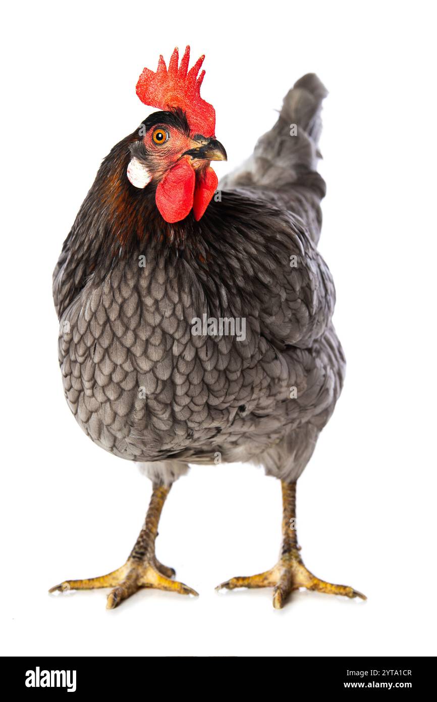 Green layer hen isolated on white background Stock Photo - Alamy