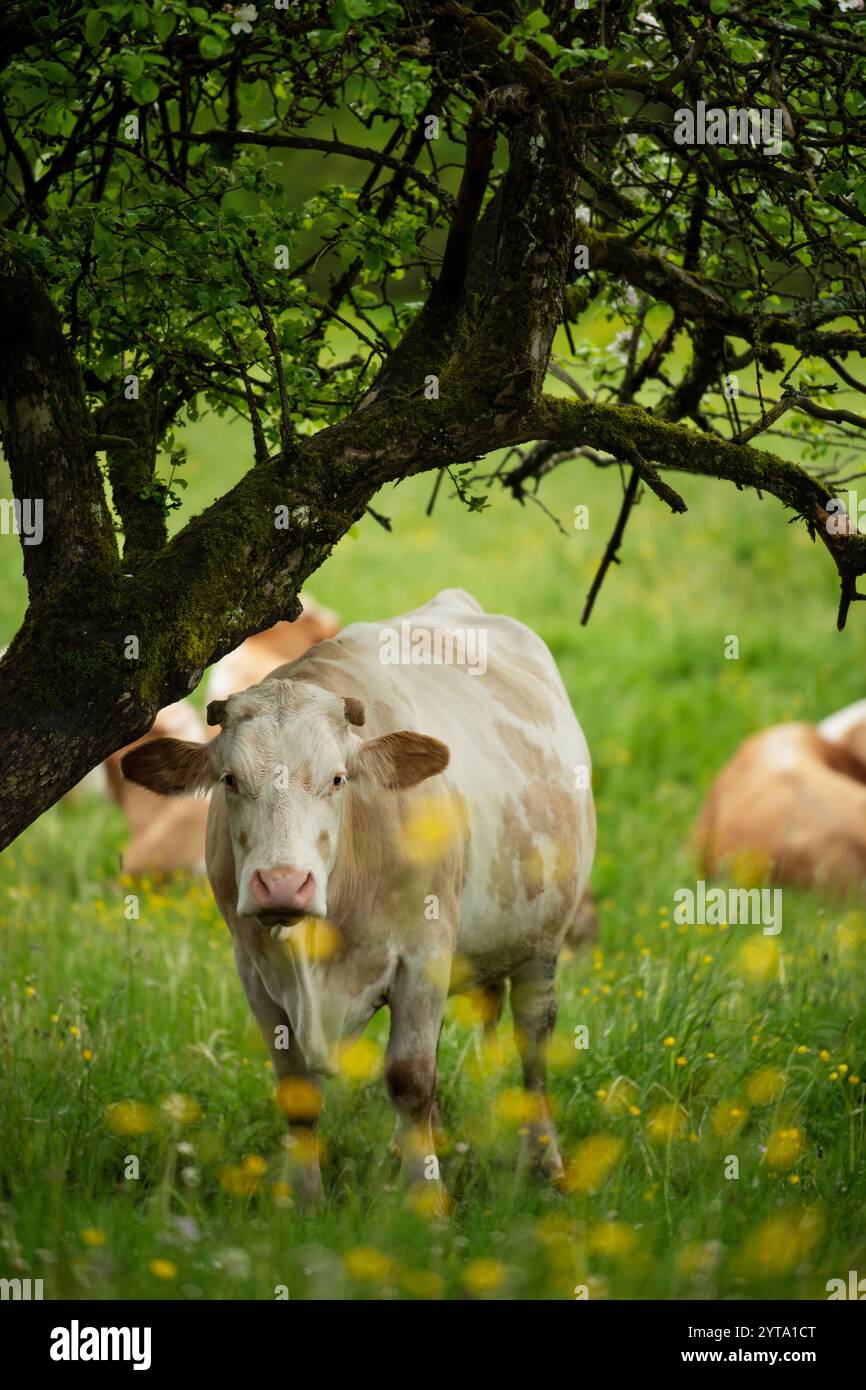 Spring cows hi-res stock photography and images - Alamy