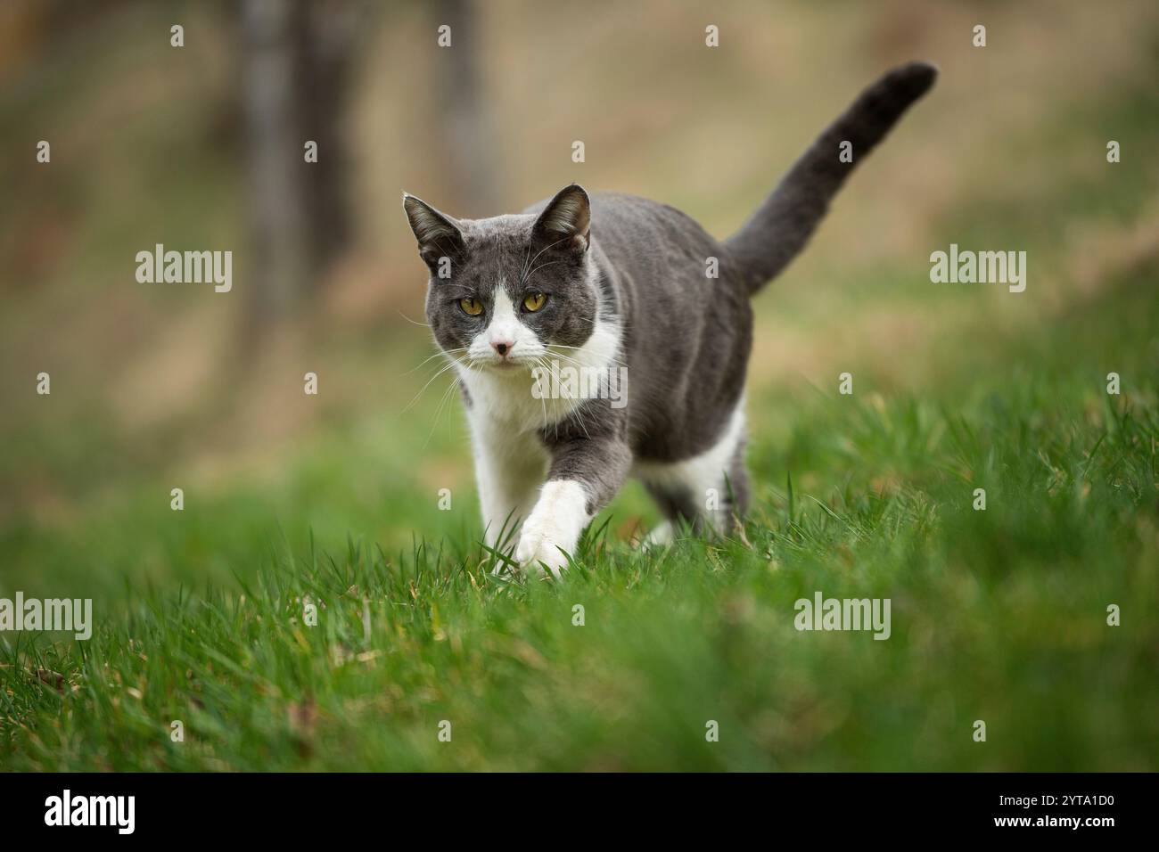 Cat running hi-res stock photography and images - Alamy