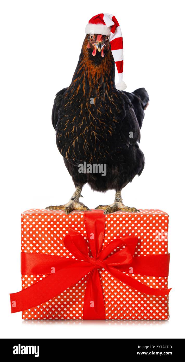 Chicken hat hi-res stock photography and images - Alamy