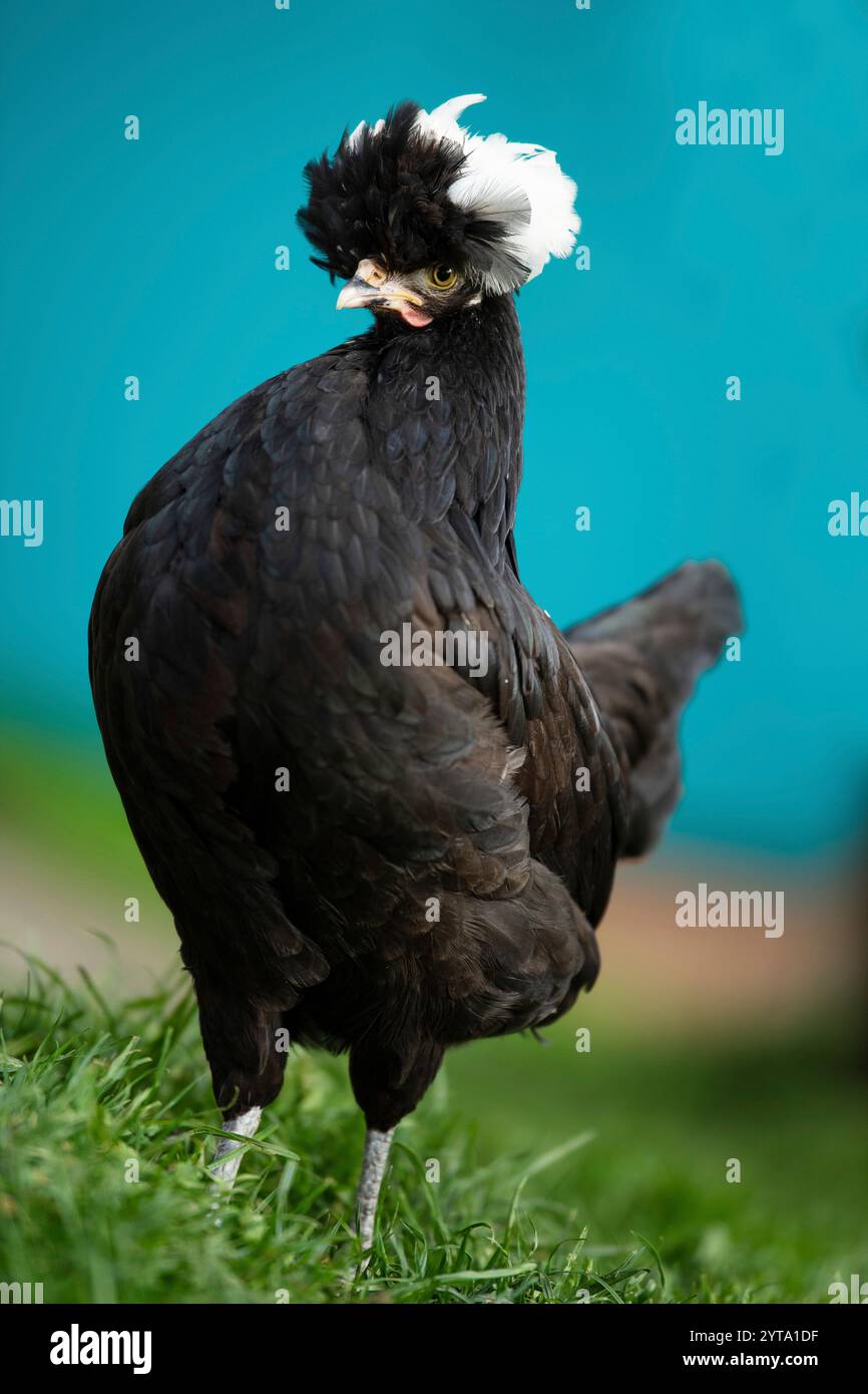 Paduan chicken hi-res stock photography and images - Alamy
