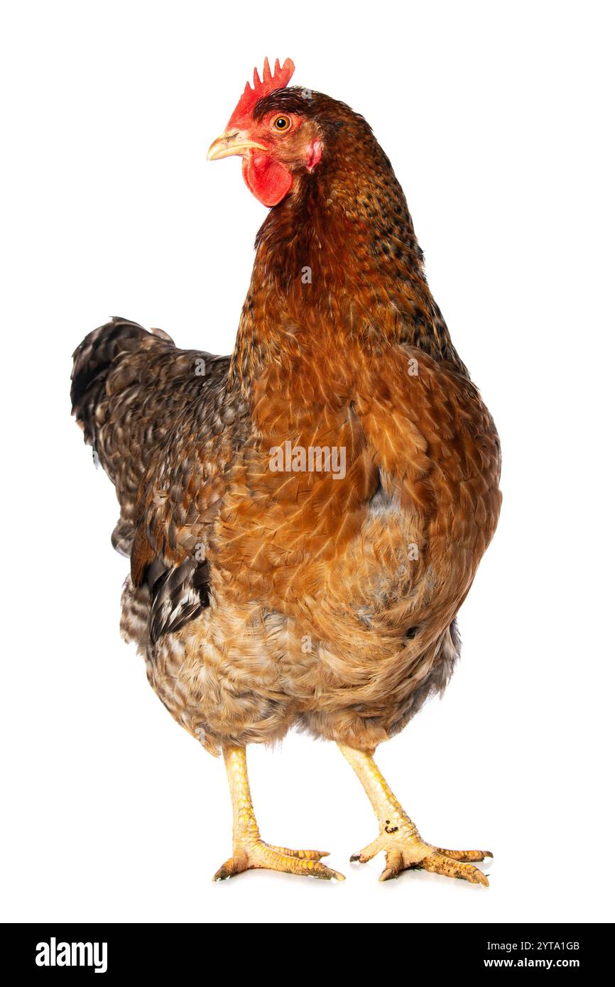 Breed of hens hi-res stock photography and images - Alamy
