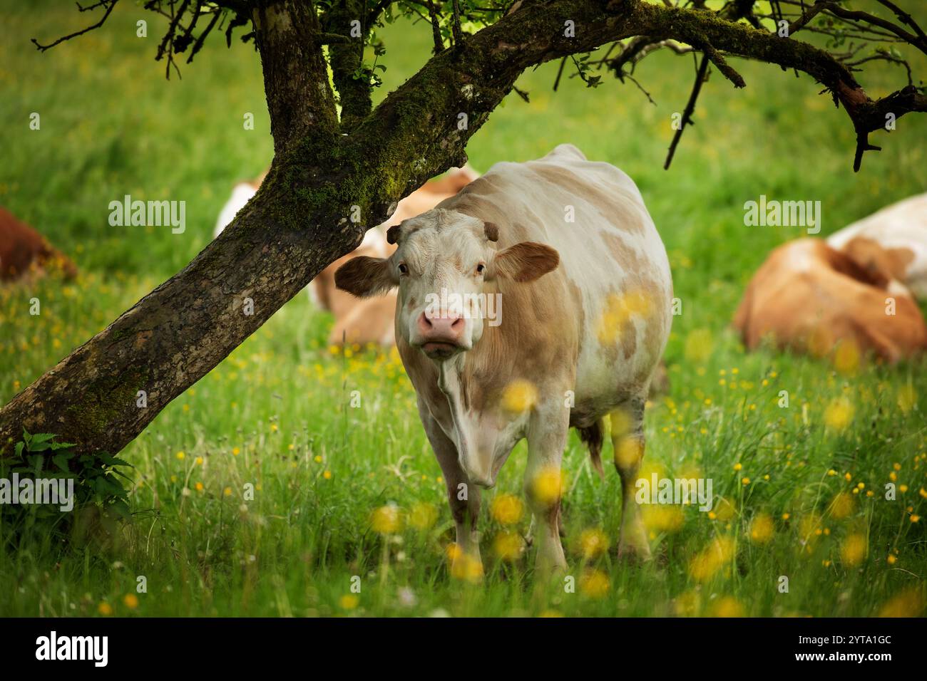 Spotted cows graze on hi-res stock photography and images - Alamy