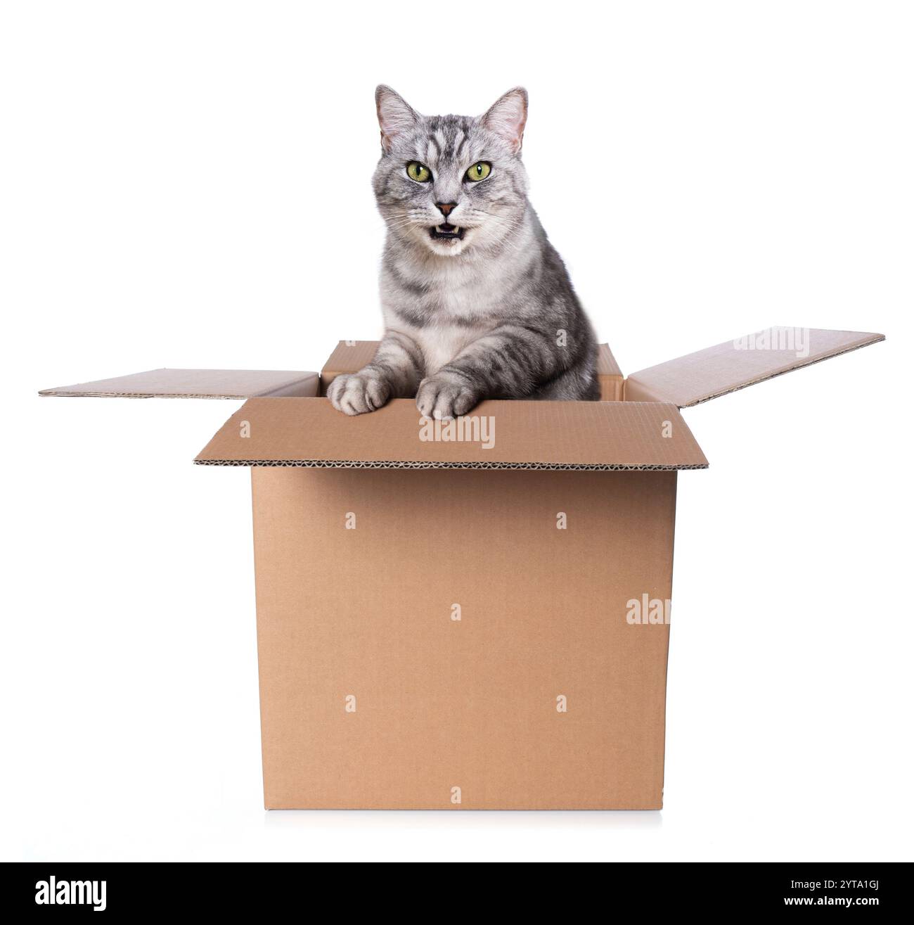 British shorthair male cat sits in a cardboard box hi-res stock photography and images - Alamy