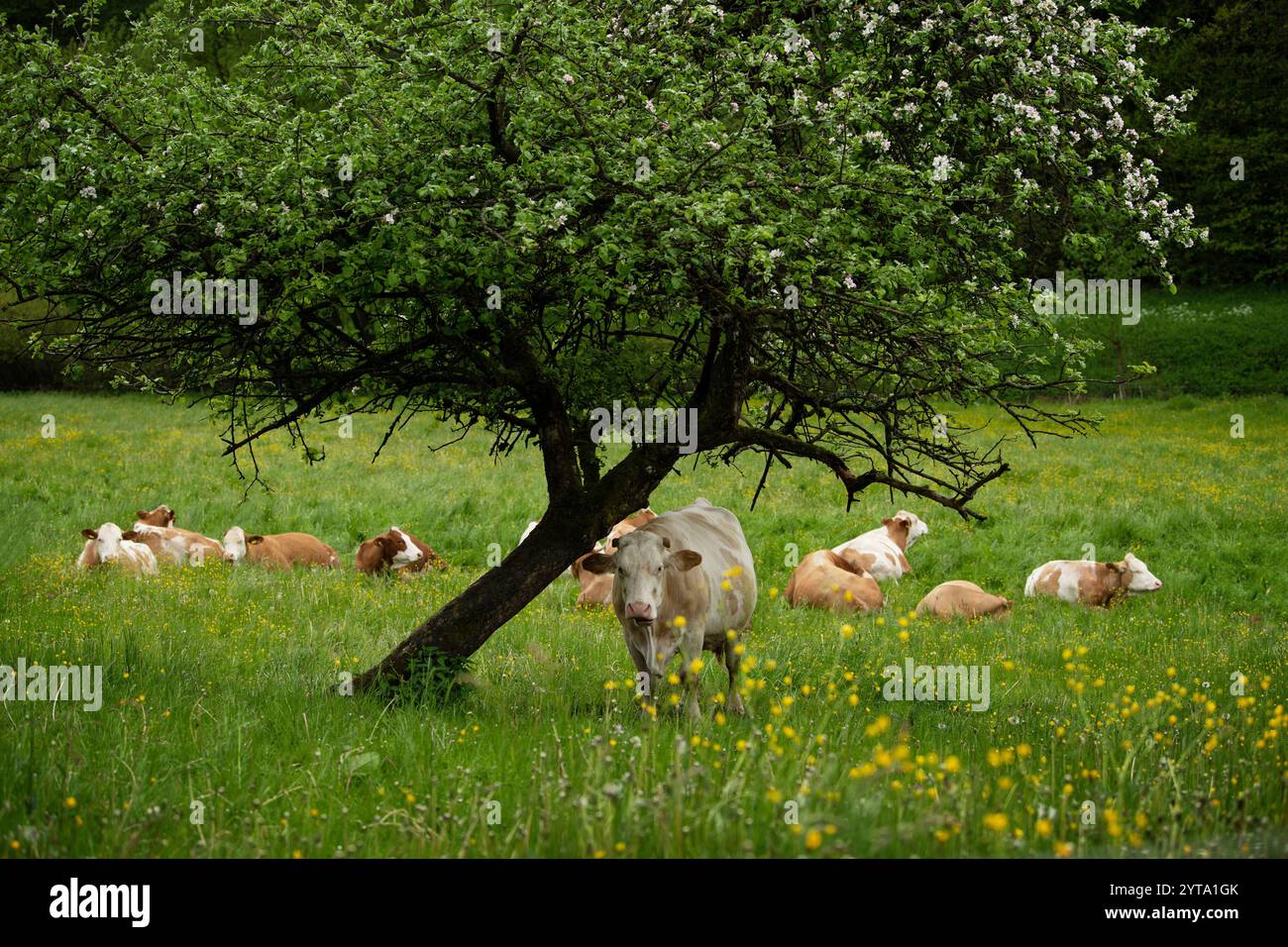 Brown cows in meadow hi-res stock photography and images - Alamy