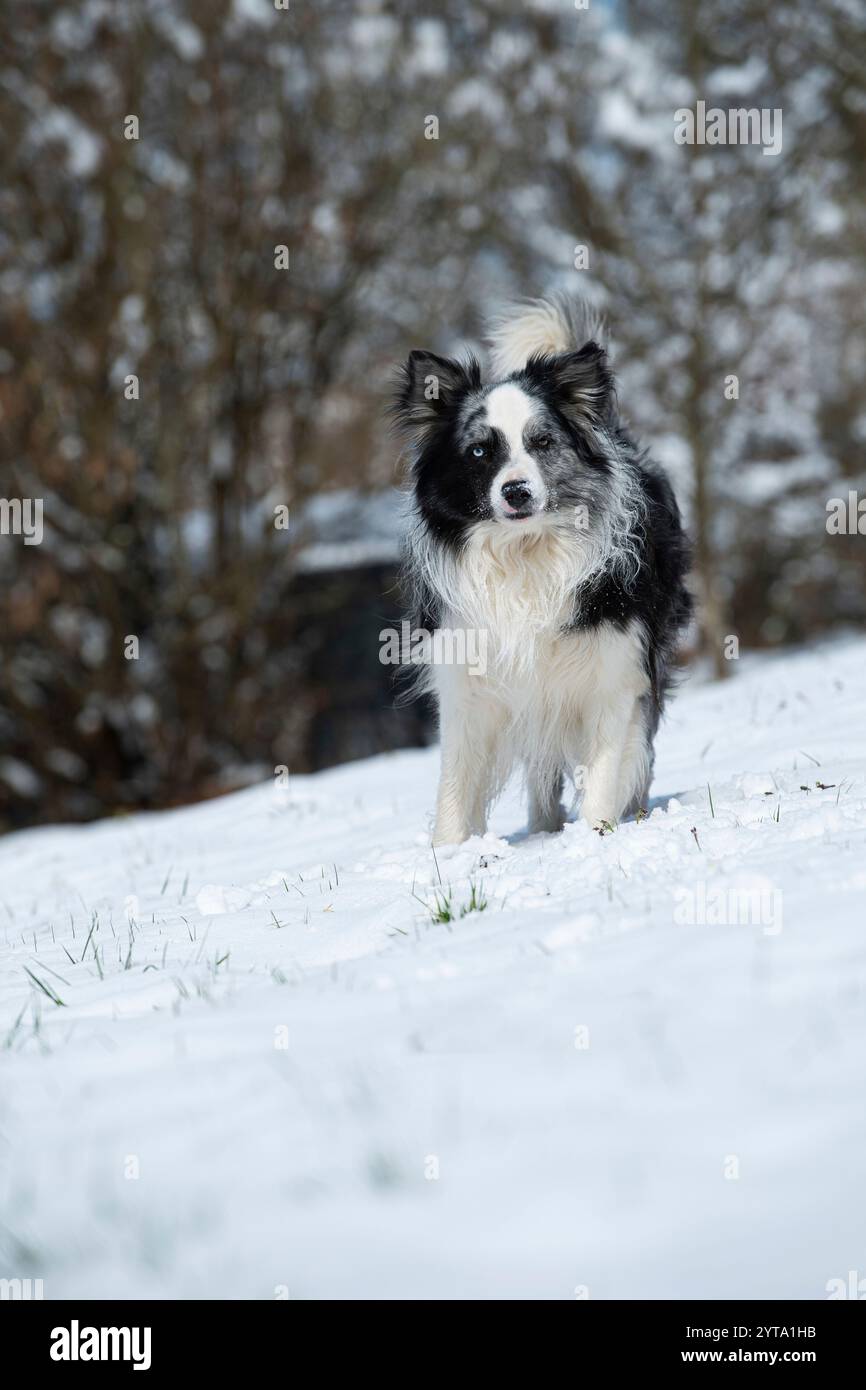 Border collie snow hi-res stock photography and images - Alamy