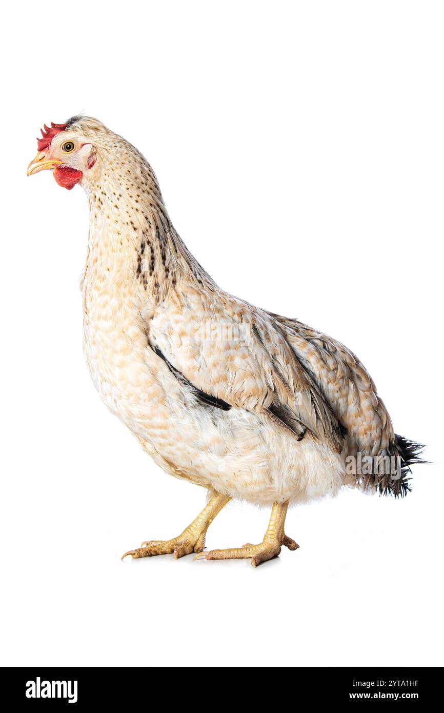 Hen isolated on white background Stock Photo - Alamy