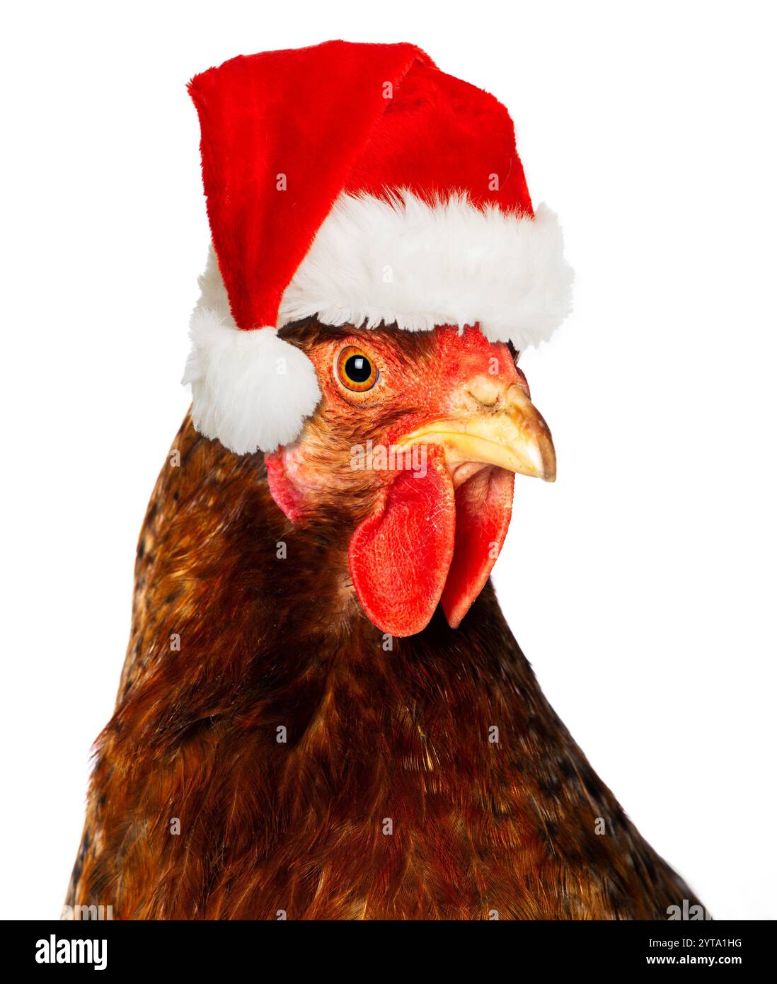 Hen with Christmas cap Stock Photo - Alamy