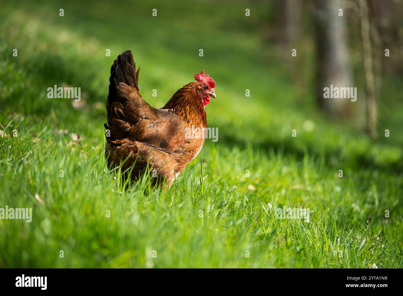 Italian chicken animal bird hi-res stock photography and images - Alamy
