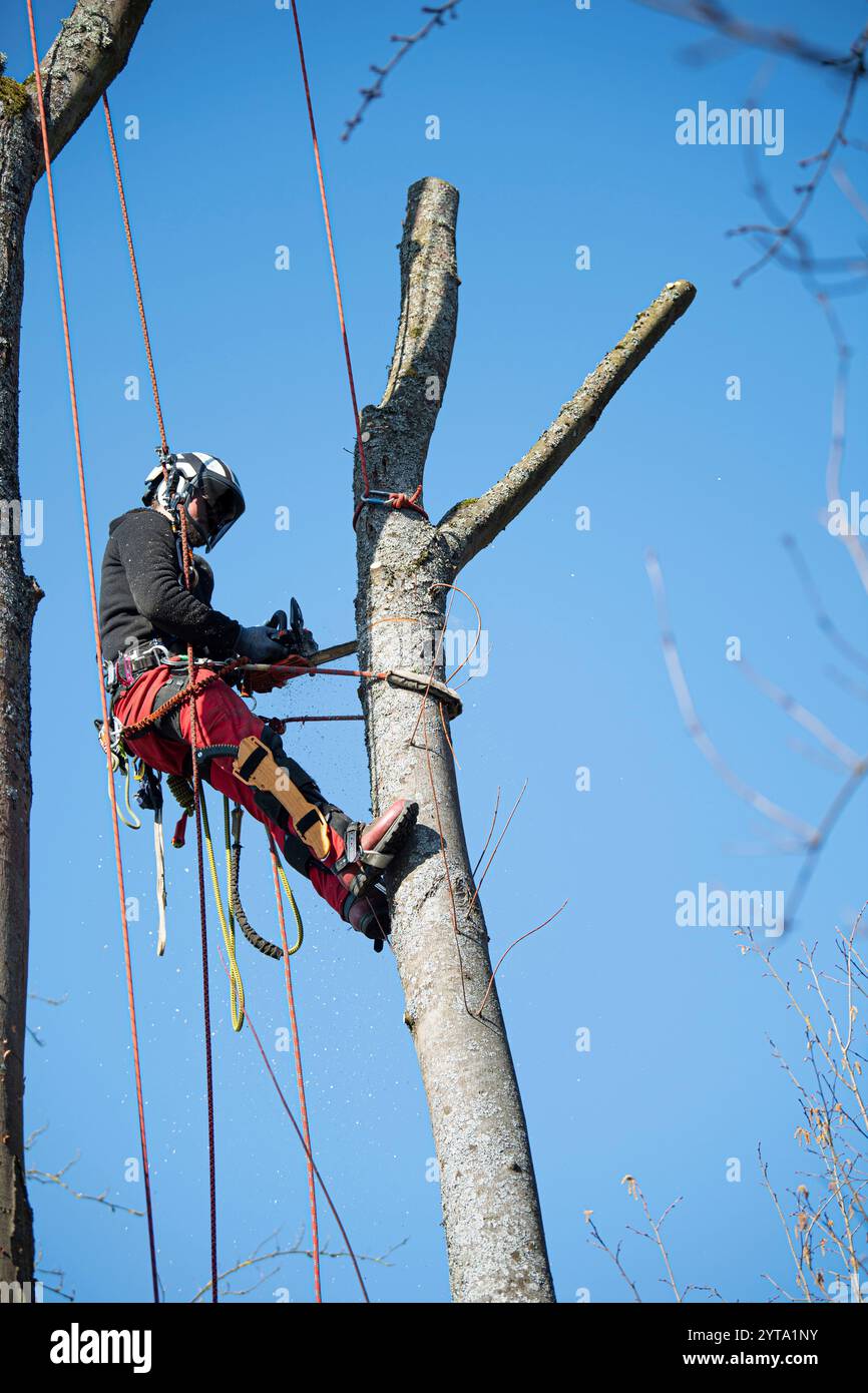 Tree climber sawing at a tree Stock Photo - Alamy