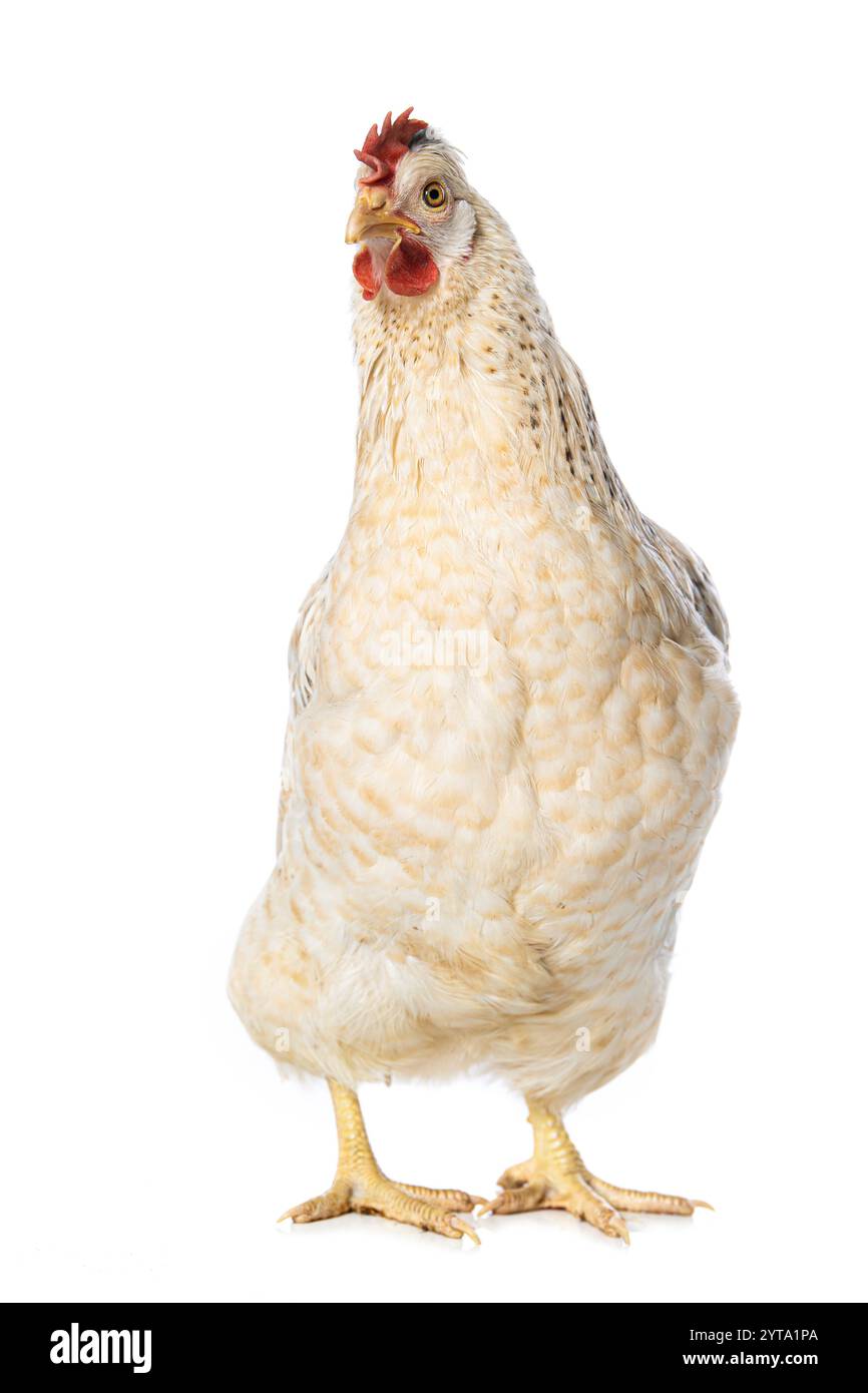 Hen isolated on white background Stock Photo - Alamy