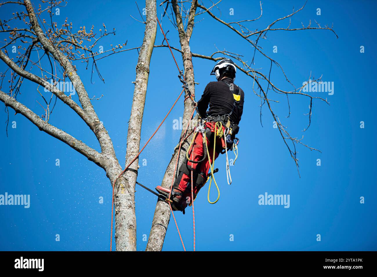 Tree climber sawing at a tree Stock Photo - Alamy