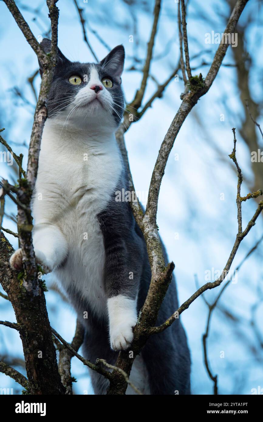 Cat on a tree Stock Photo - Alamy
