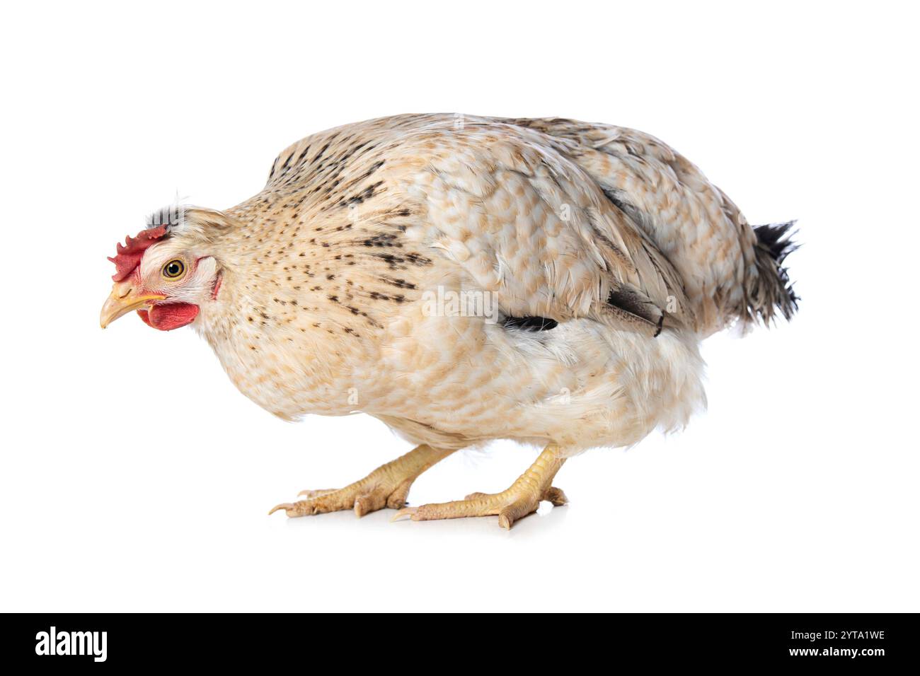 Hen isolated on white background Stock Photo - Alamy