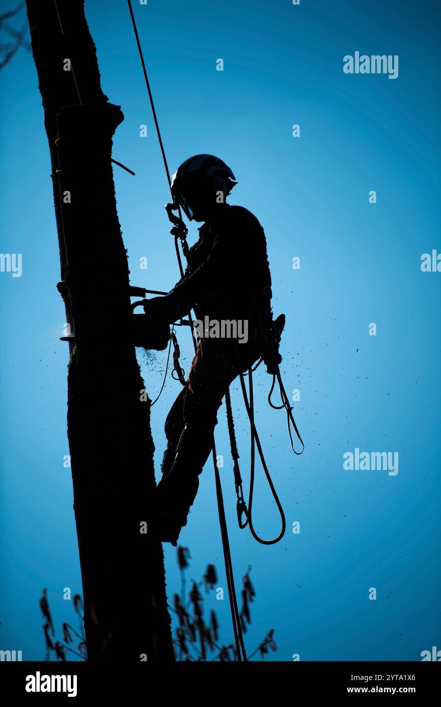Tree climber sawing at a tree Stock Photo - Alamy